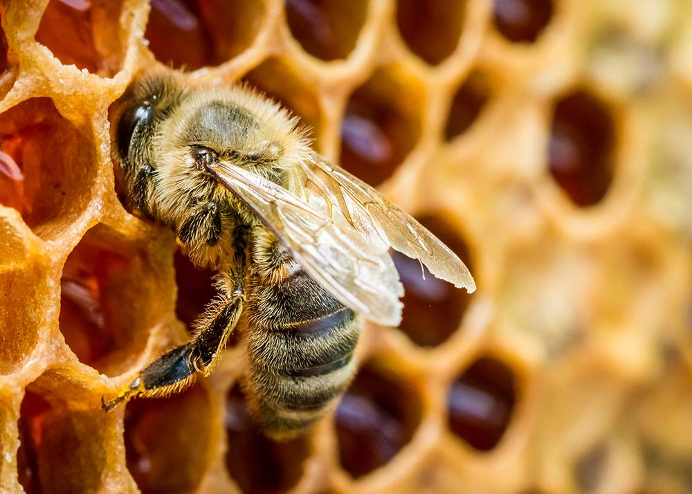 Think Outside The Hive | Lantmännen Unibake